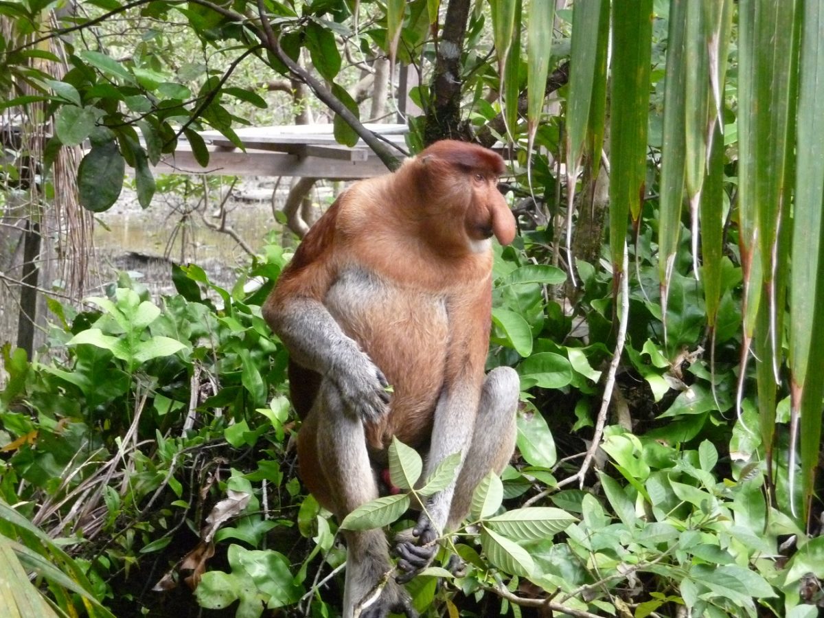 Bako National Park, Kawasan Hutan Lindung Tertua di Sarawak